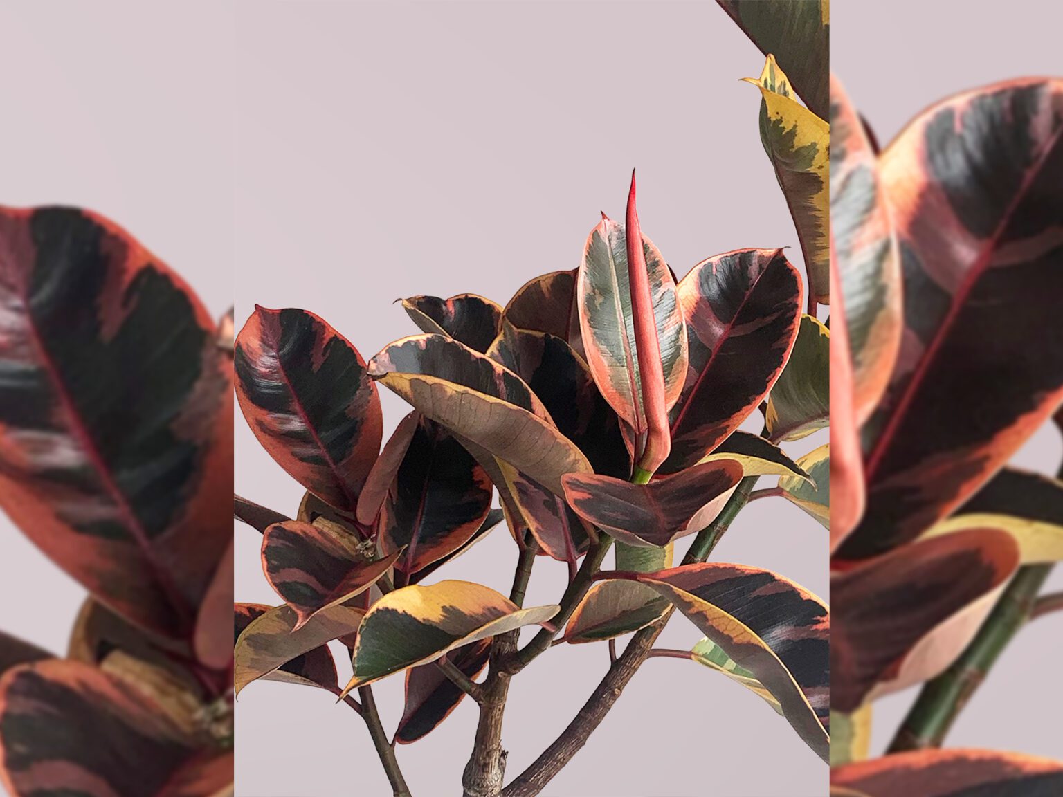 El ‘caucho variegado’: una planta exótica que luce perfecta en ...