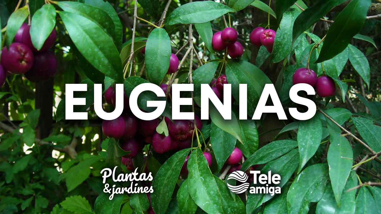 Eugenias en Plantas y Jardines – Teleamiga - Teleamiga