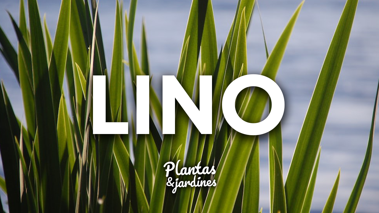 Lino en Plantas y Jardines - Teleamiga - Teleamiga