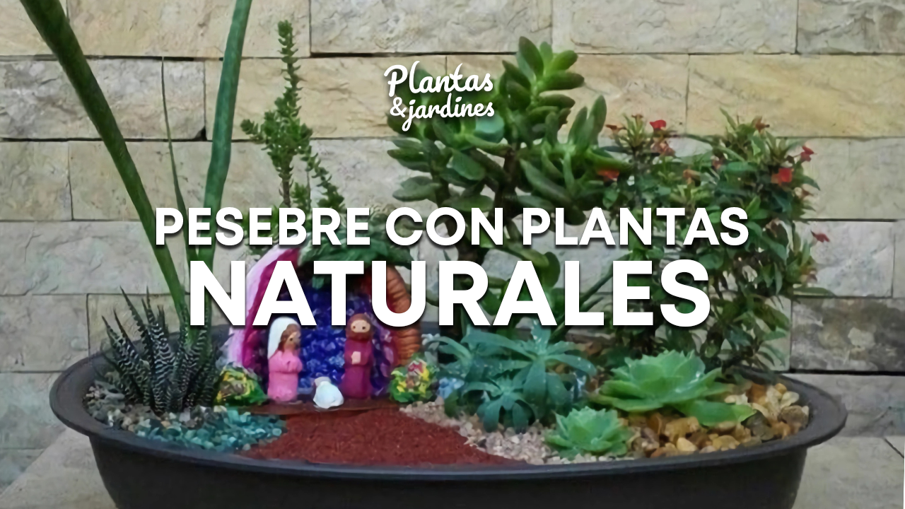 Pesebre Natural - Plantas y Jardines en Teleamiga - Teleamiga