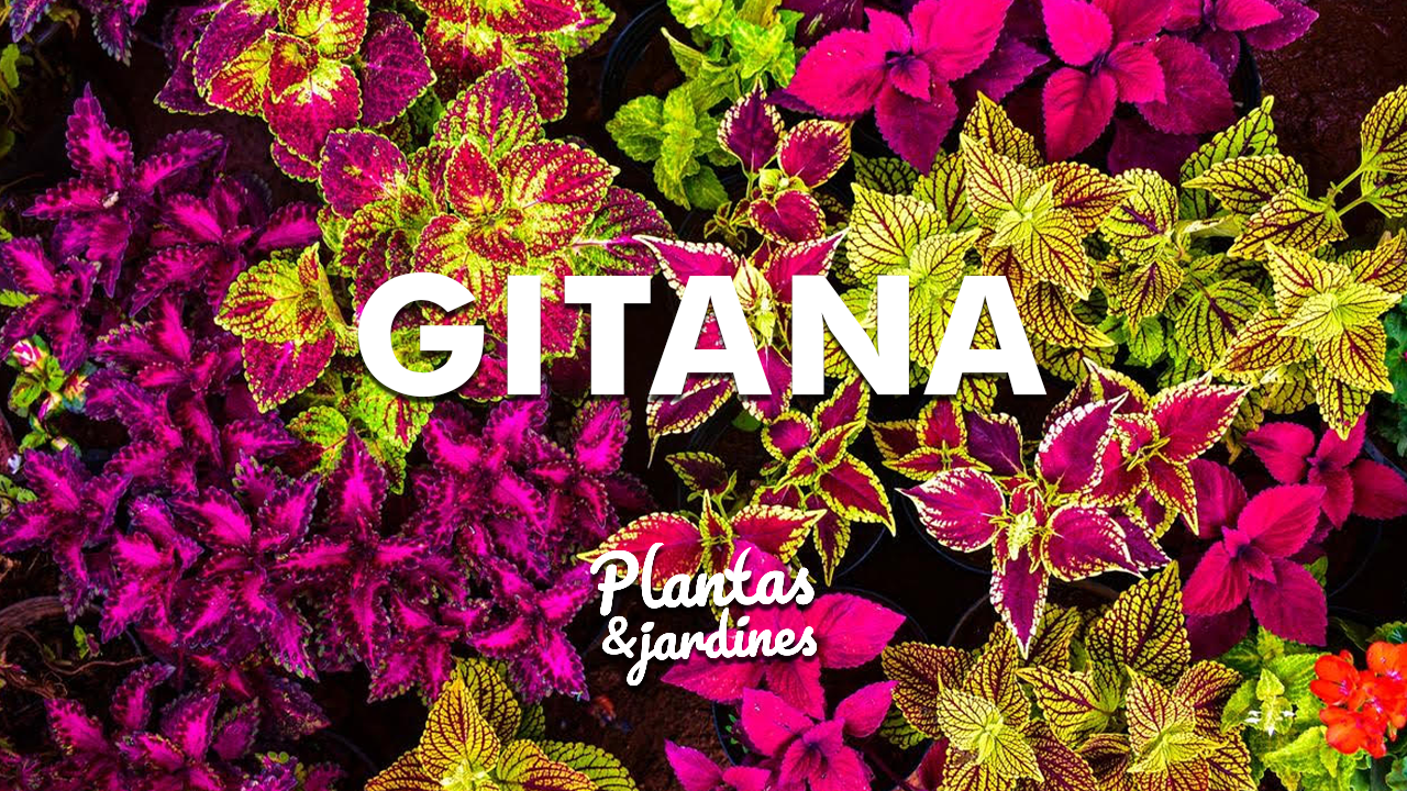 Gitana – Plantas y Jardines - Teleamiga