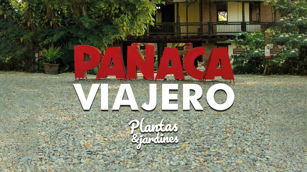 Panaca Viajero – Plantas y Jardines - Teleamiga