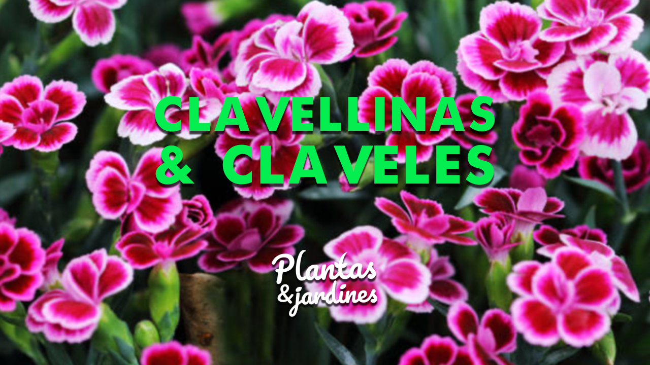 Clavellinas Y Claveles – Plantas y Jardines - Teleamiga