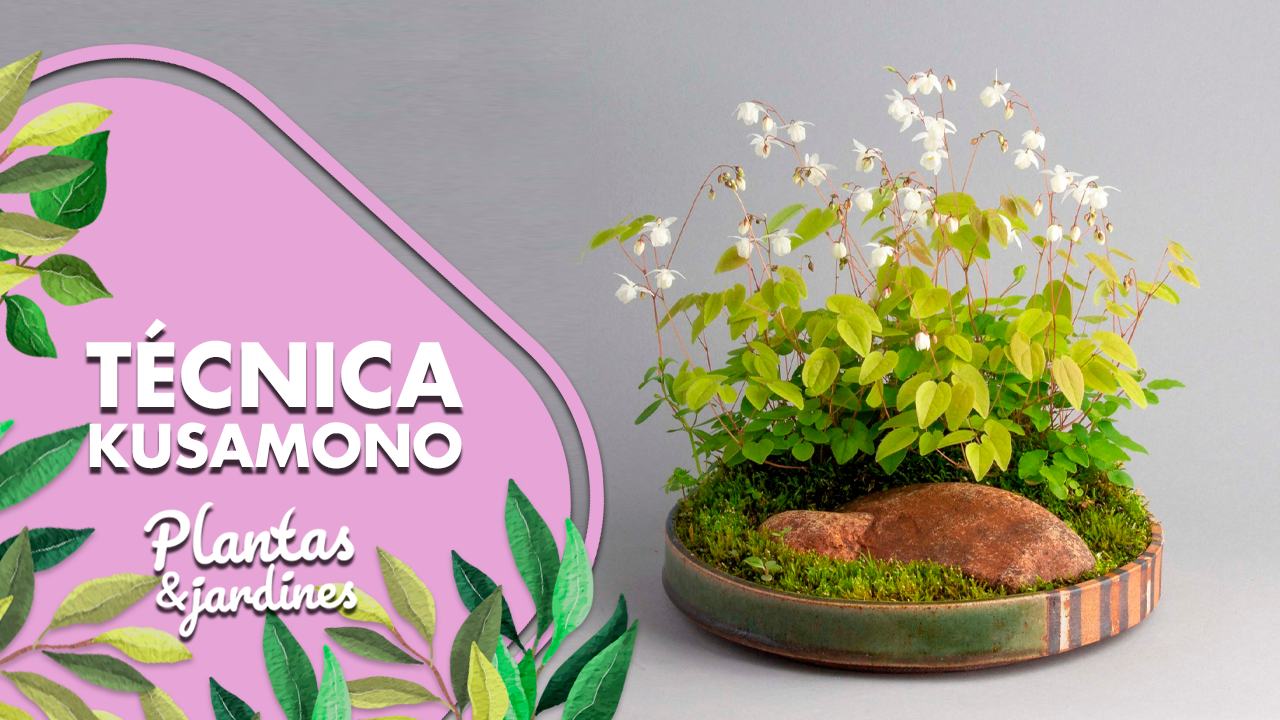 Técnica Kusamono - Plantas y Jardines - Teleamiga